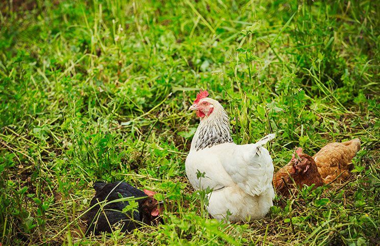 3 Legged Chicken | Jokes Times