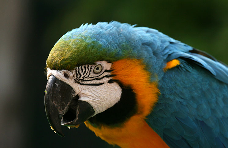 Footless Parrot | Jokes Times