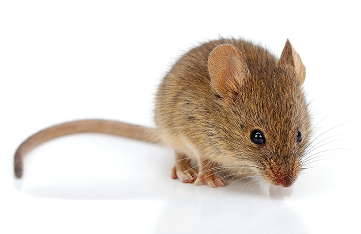 Sex Maniac Mouse Jokes Times | Jokes Times