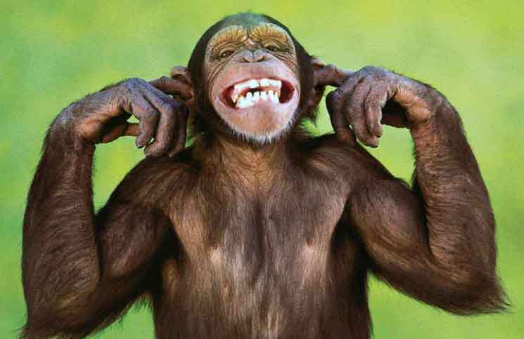 C Monkey | Jokes Times